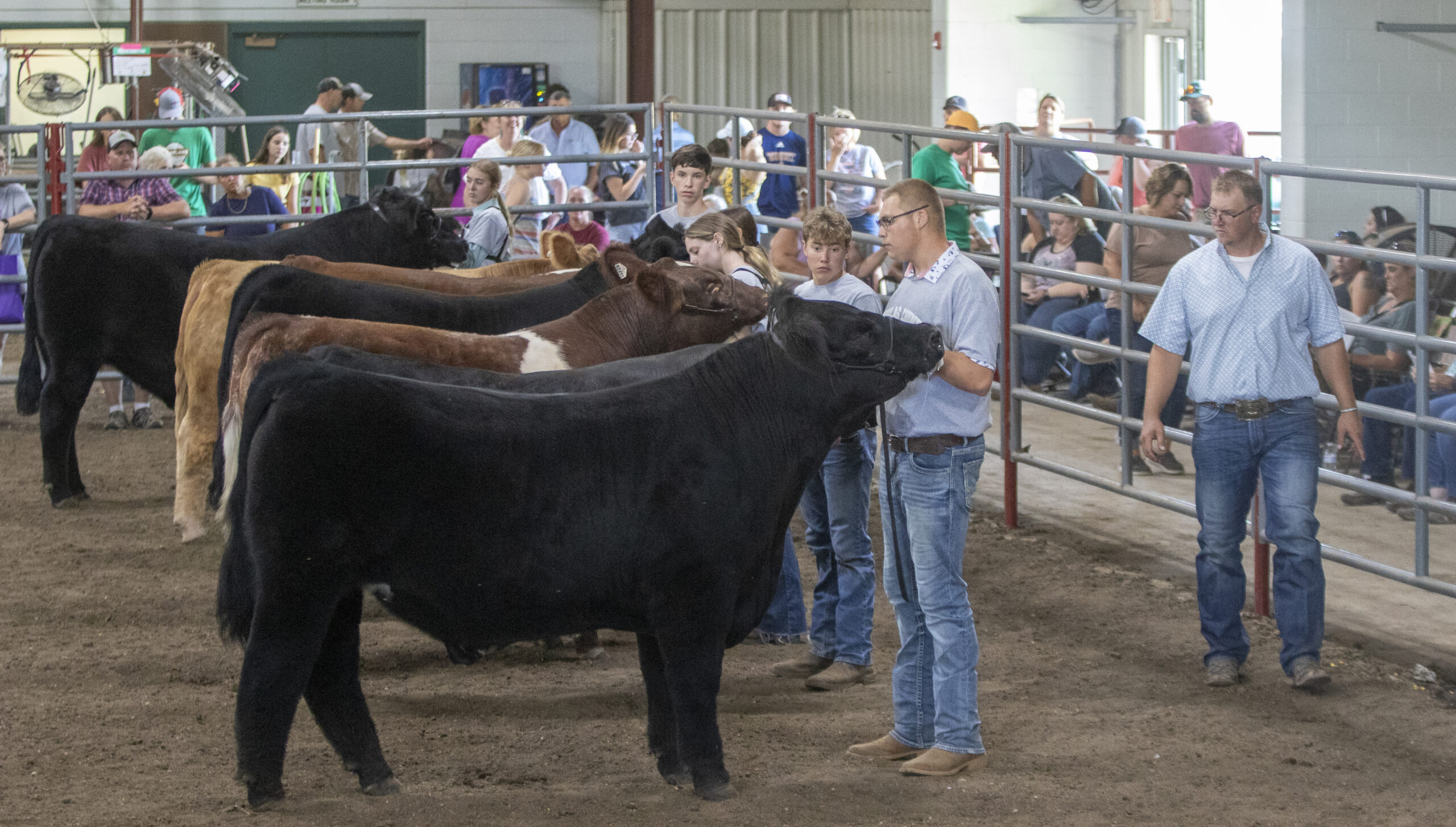 PHOTOS: 4-H participants show off their steers at Douglas County Fair ...